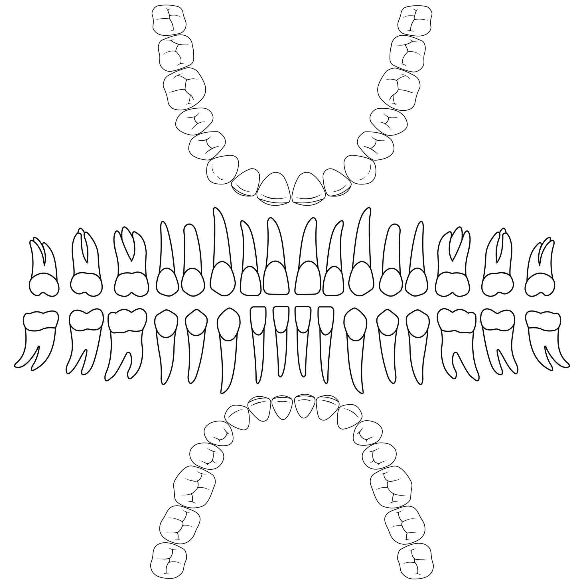 Das Zahngebiss - ÄrzteOnline